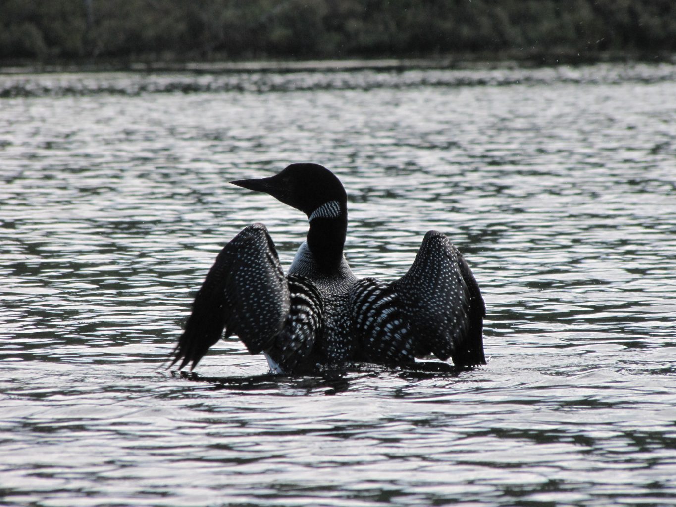 Photo Huard - COBALI