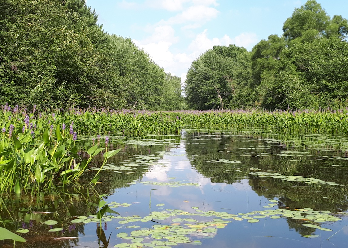 Milieux humides - COBALI